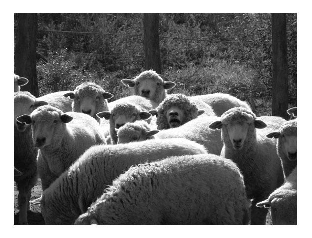 Wary Eyes by FuzzyYellowDuckling on DeviantArt