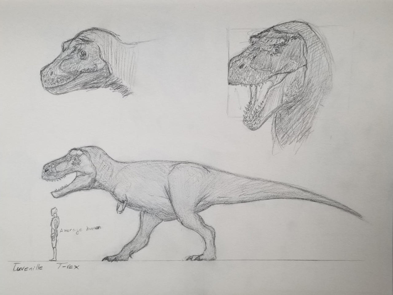 My Juvenile T Rex Concept Art For My Novel By Tapinewoods On Deviantart