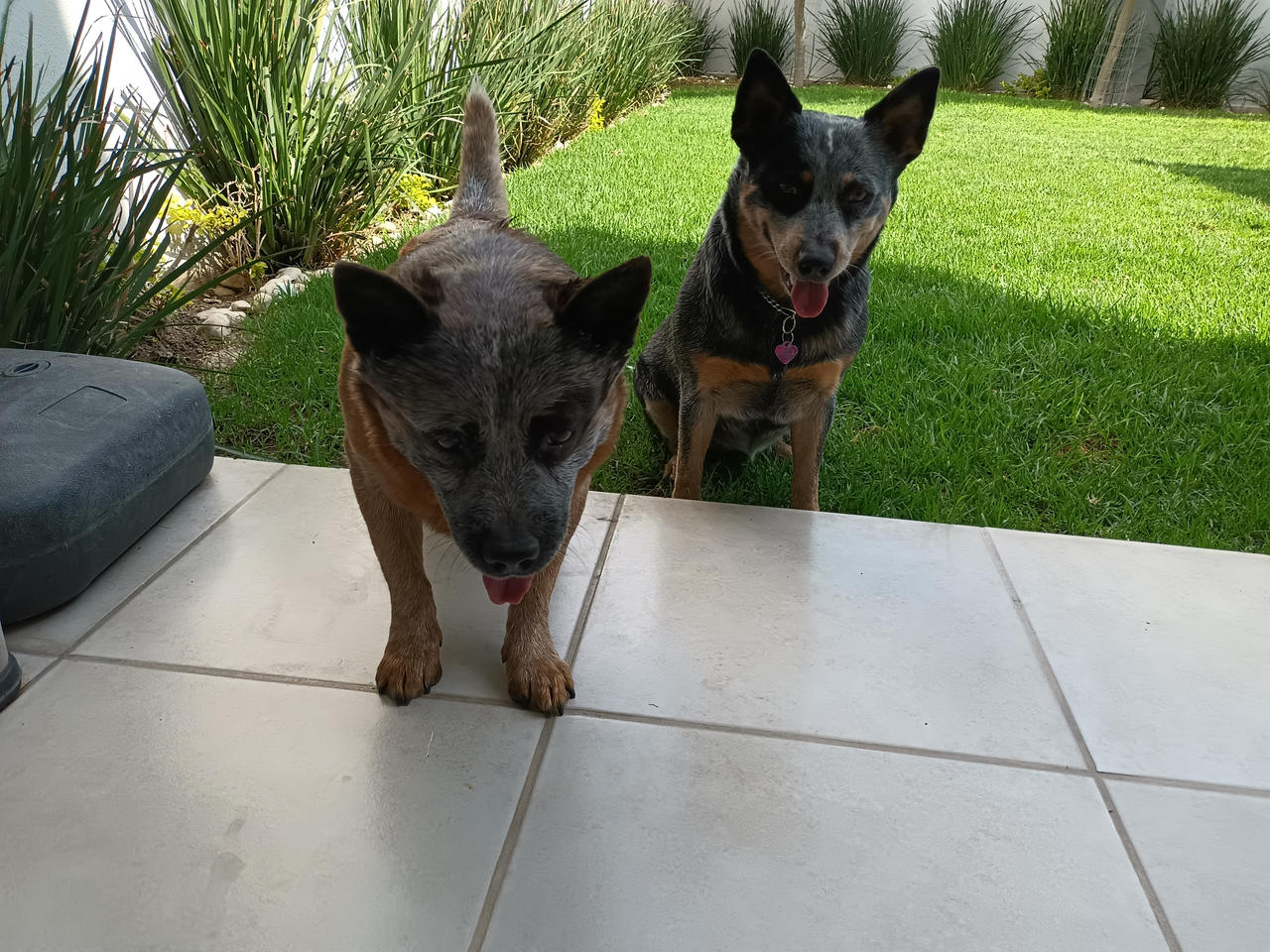 Heelers By Abarekiller2002 On Deviantart