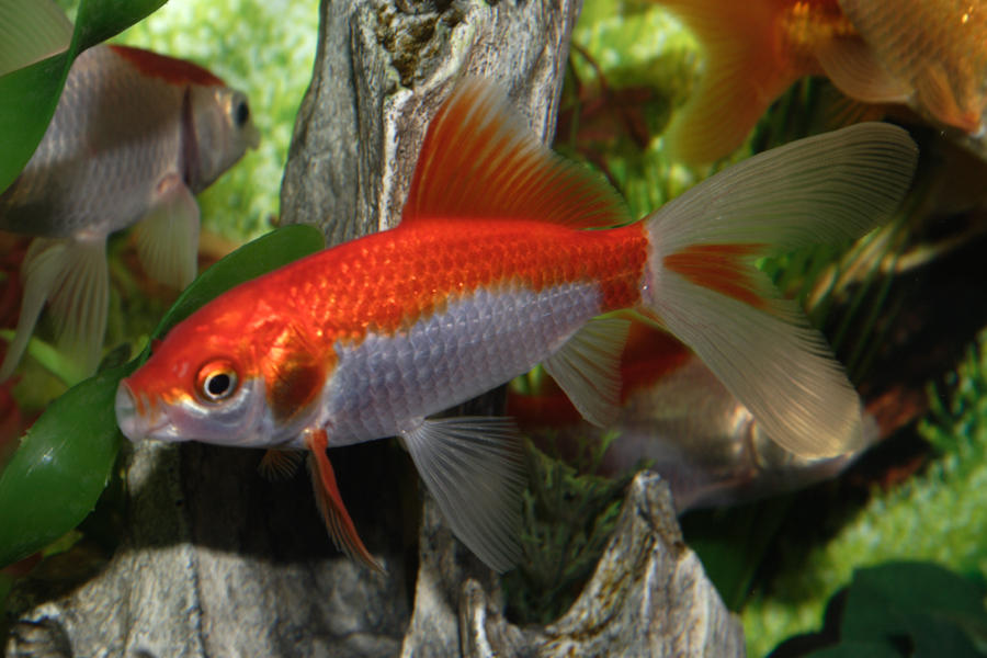 Fantail fish by jonzi on DeviantArt