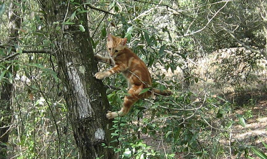 Wild Won-Won by goldenrule on DeviantArt