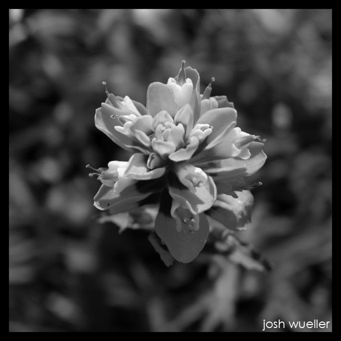 Castilleja indivisa by joshwueller on DeviantArt