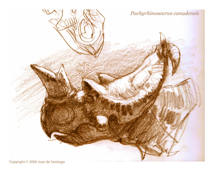 Pachyrhinosaurus sketch by Red-Dilopho on DeviantArt