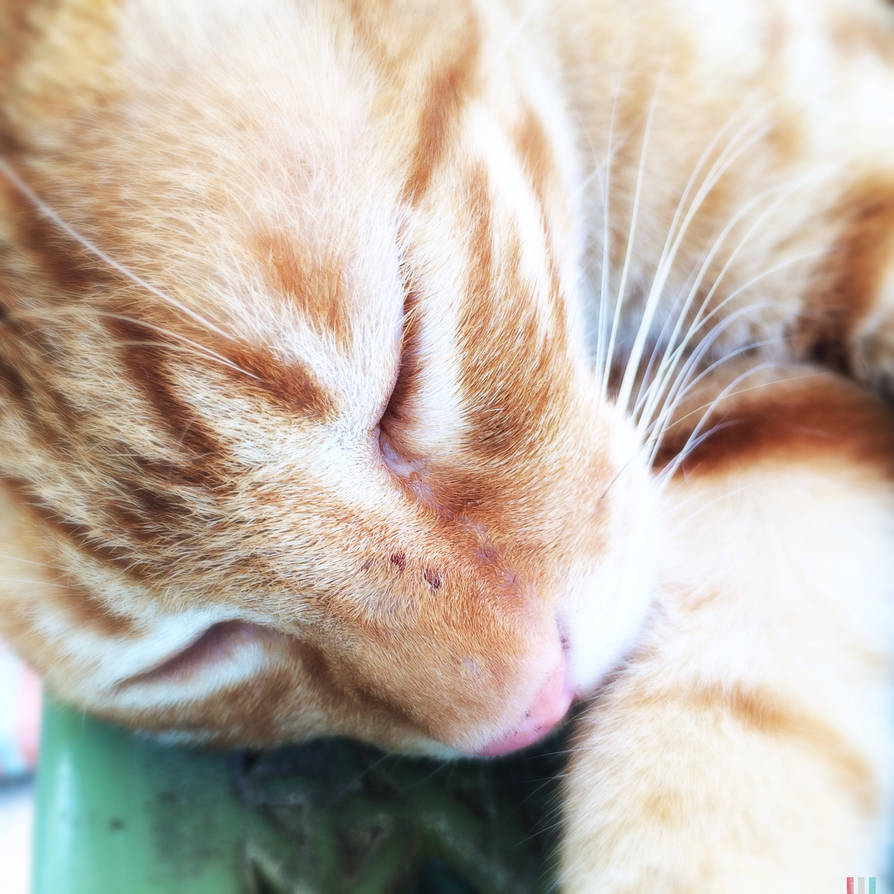 Ginger Dreaming By Eonity On Deviantart
