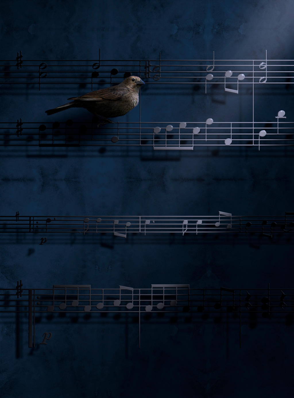 Songbird by tabsquared on DeviantArt
