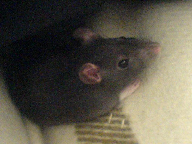 my little rat by Thurid on DeviantArt