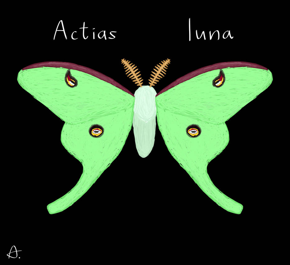 Actias Luna Luna Moth By Alexmoth722 On Deviantart