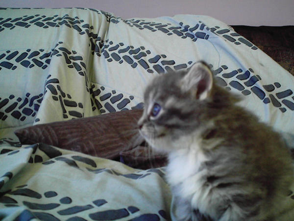 chou.... by yoshette on DeviantArt