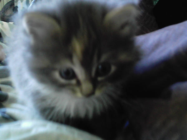 chou chou wong by yoshette on DeviantArt