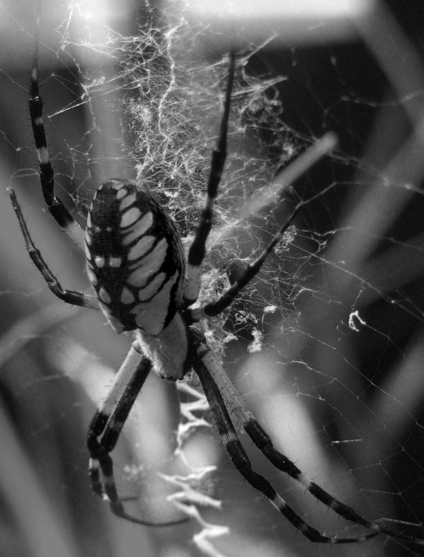 Shadow Spider by AtlantisRising on DeviantArt