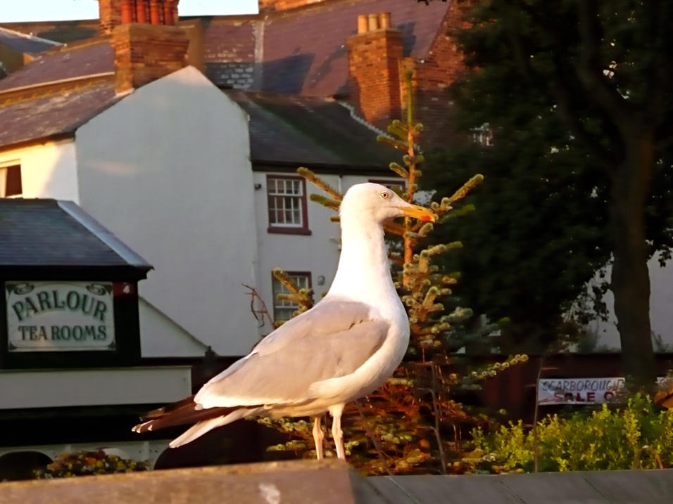 Seagull - 26 Aug 2007 06:16:25 by ZentalonTwelveSandS7 on DeviantArt