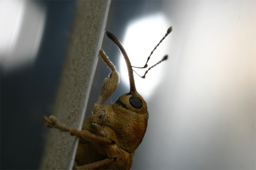 The Lesser of Two Weevils by James-T-Anthony on DeviantArt