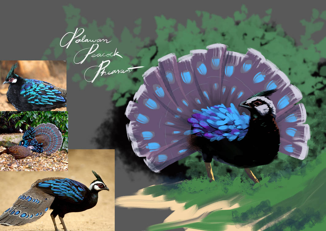 Palawan Peacock Pheasant By Dynaheart On Deviantart
