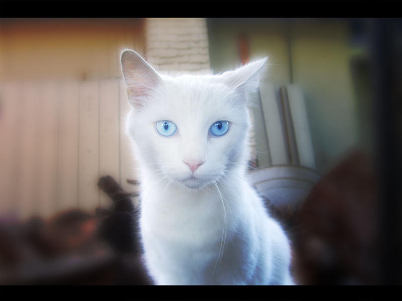 Franklin the Cat by Loggius on DeviantArt