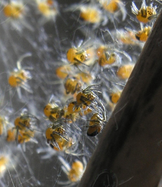 Baby Spiders 2 by pjropes on DeviantArt