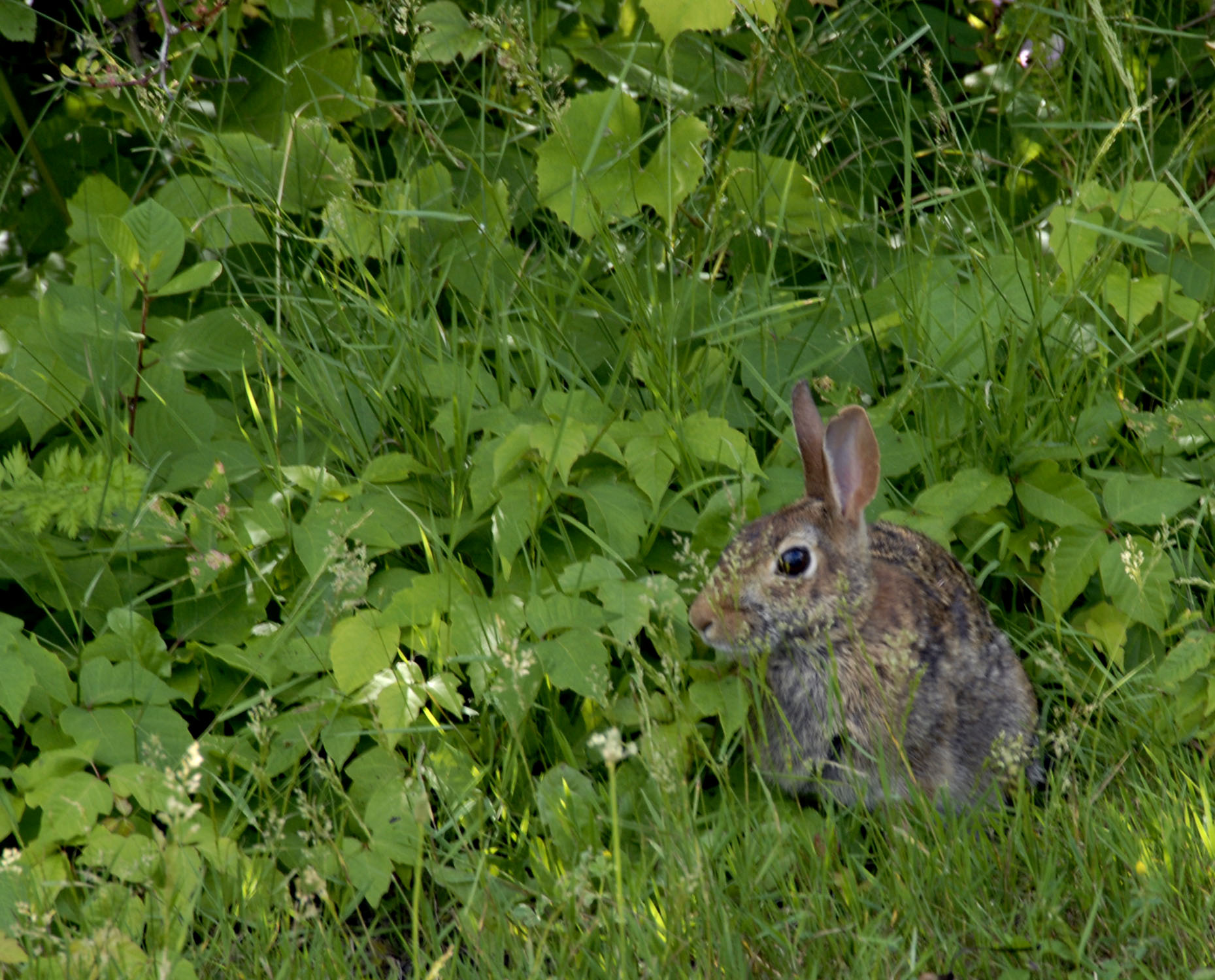 silly wabbit by cursedbydabigpicture on DeviantArt