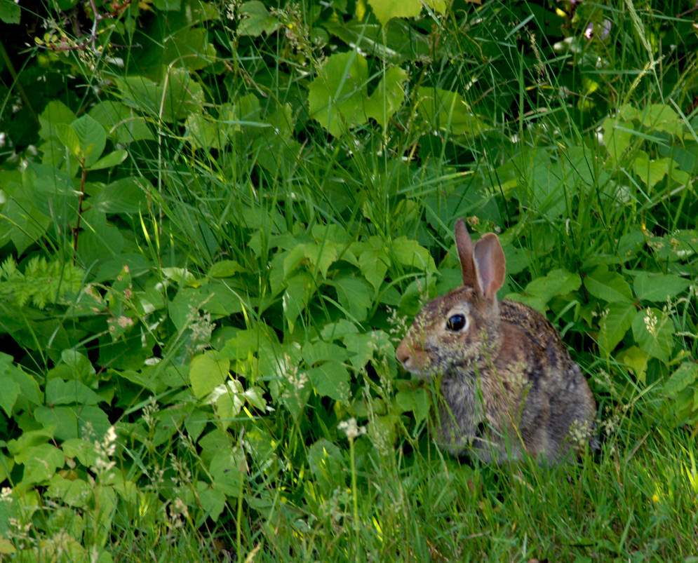 silly wabbit by cursedbydabigpicture on DeviantArt