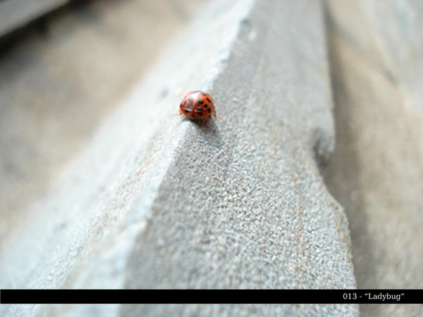 ladybug by appropriatecharm on DeviantArt