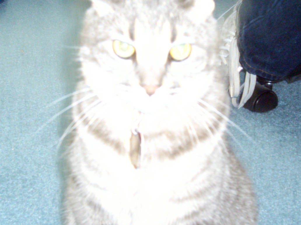 Demonic Kitty by Hibachi-By-Moonlight on DeviantArt