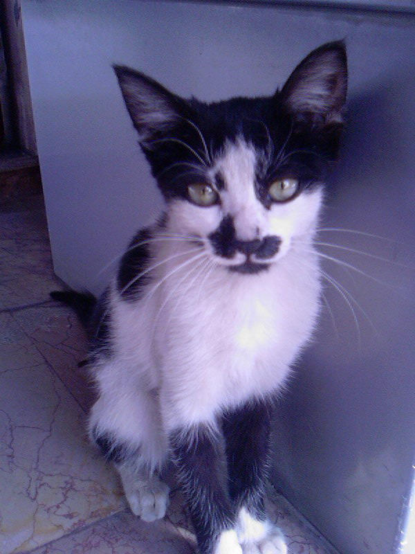 unknown cat no.1 by 4294967296 on DeviantArt