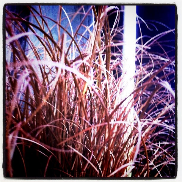 Grass Orange By Agafoo On Deviantart