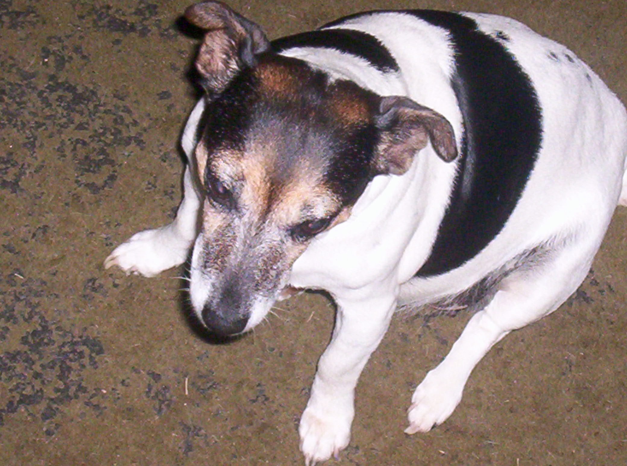 Pudgy Puppy by artisticmadchen on DeviantArt