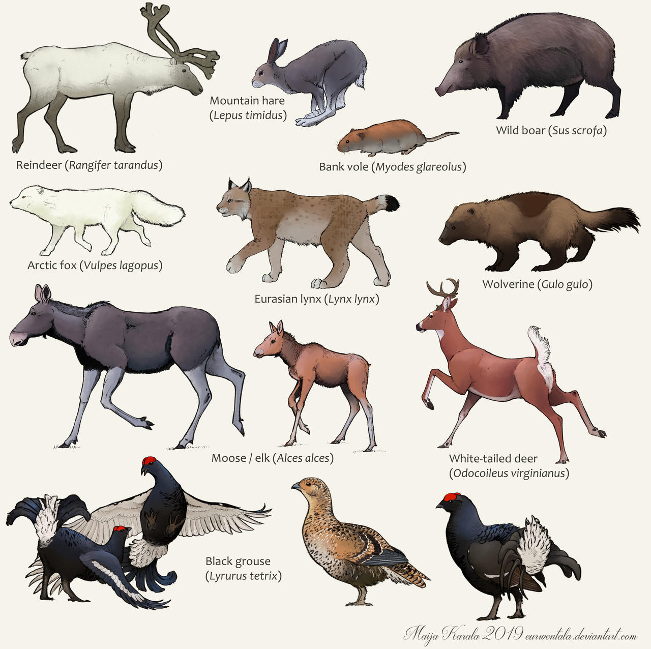 Some Finnish Wildlife By Eurwentala On DeviantArt some-finnish-wildlife-by-eurwentala-on-deviantart