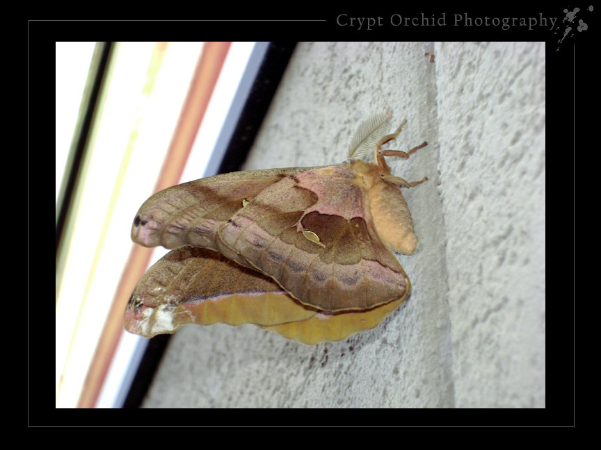 Polyphemus Moth 2 by DanceswithDaemons on DeviantArt