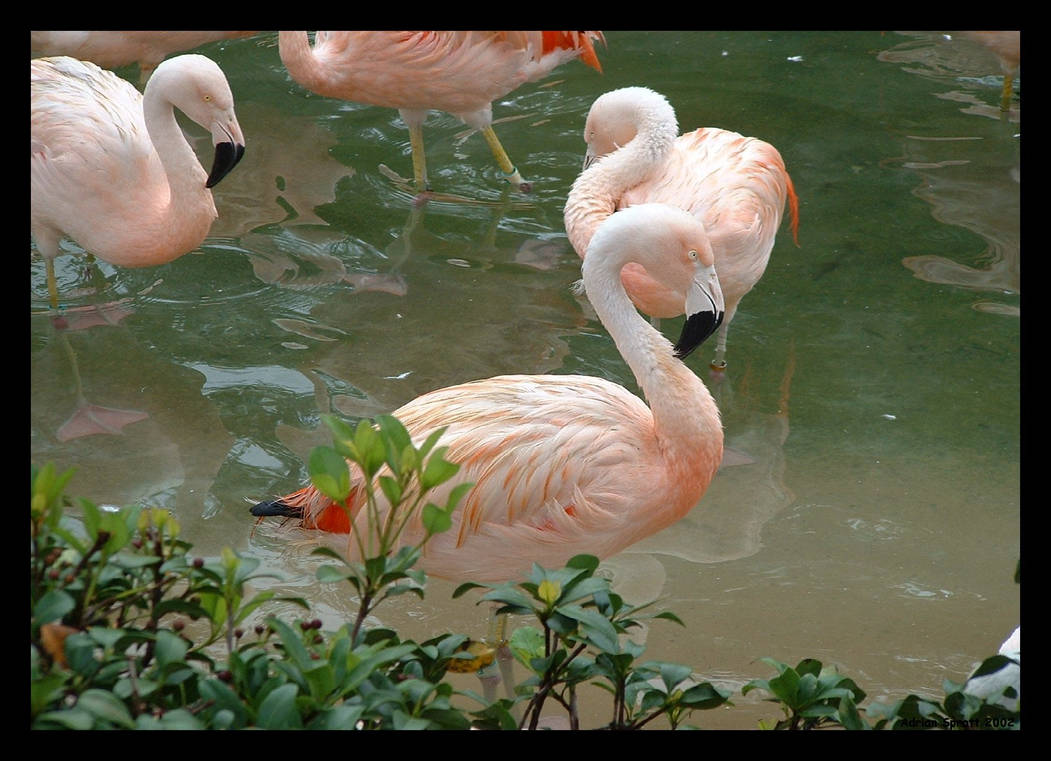 THE PINK T BIRD by Chuckles-007 on DeviantArt