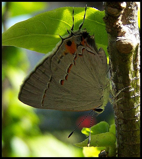Moth by KristyNicole88 on DeviantArt