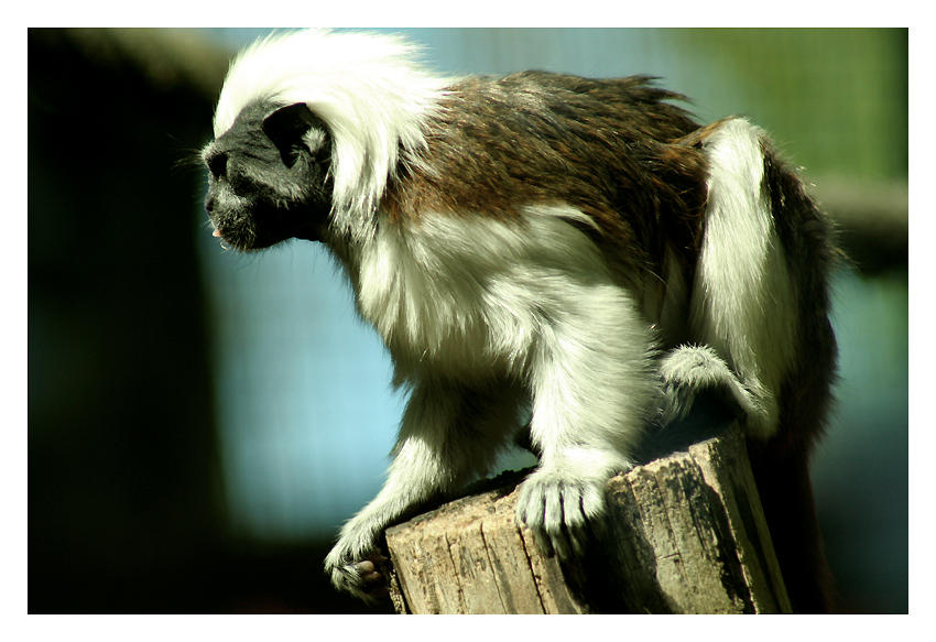 Monkey. Monkey by beyond-fake on DeviantArt
