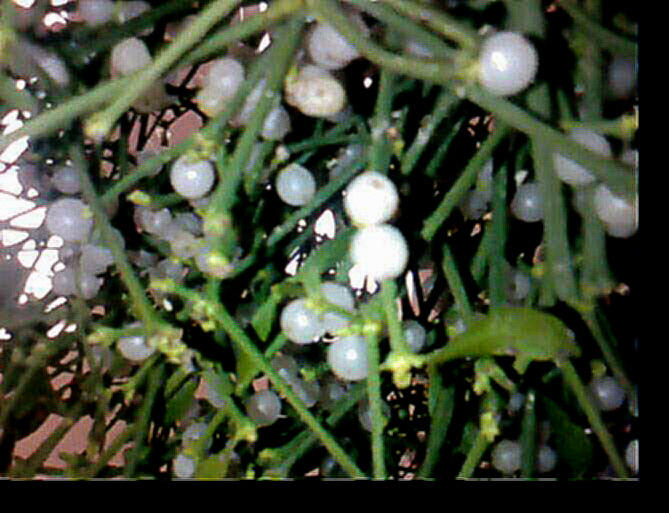 missletoe by princesse-dauphine on DeviantArt