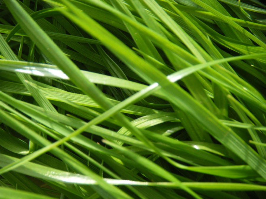 Jungle Grass By Tiamimi On Deviantart