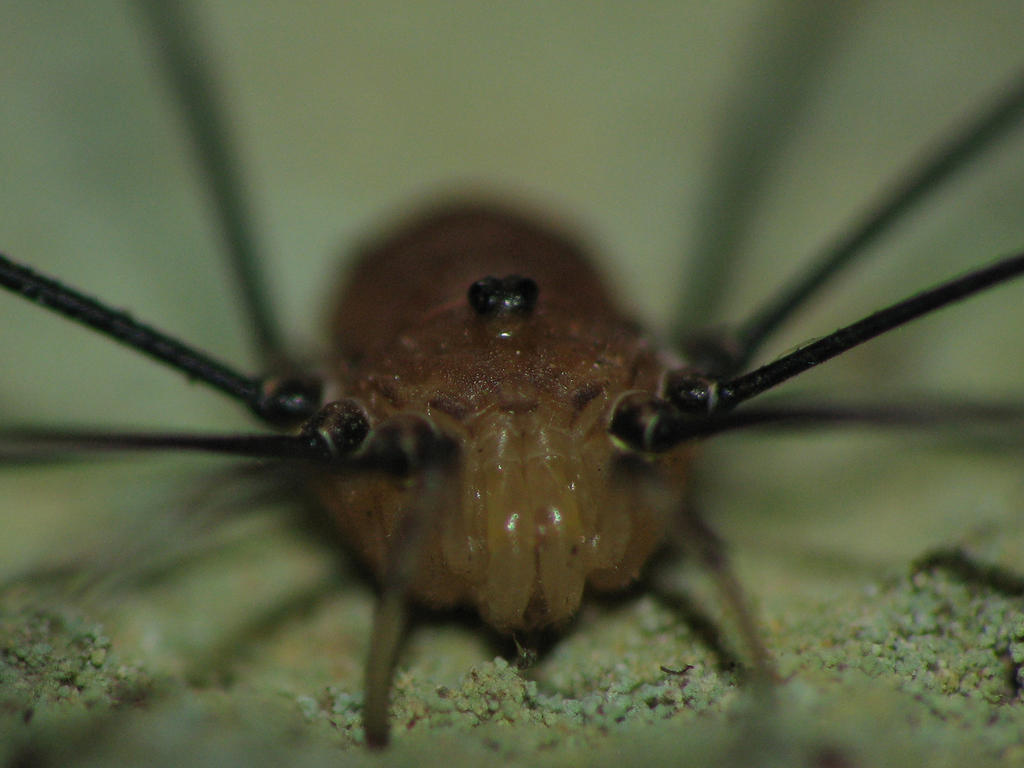 spider face - original by caribooooou on DeviantArt