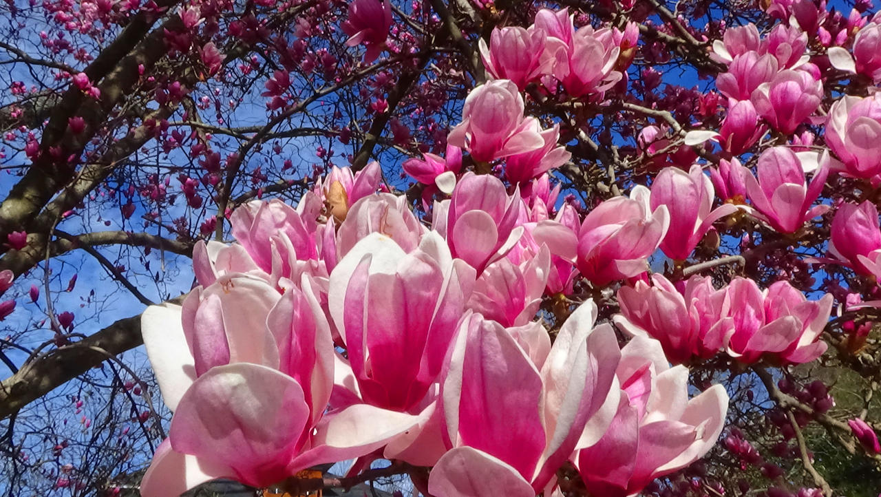 Magnolia X Soulangeana Saucer Magnolia 3 By Fordprefectwonthebet On