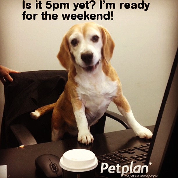 Is It 5pm Yet By Petplan On DeviantArt is-it-5pm-yet-by-petplan-on-deviantart