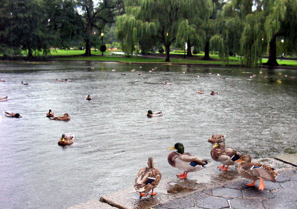 Me Duckies by donrufie on DeviantArt