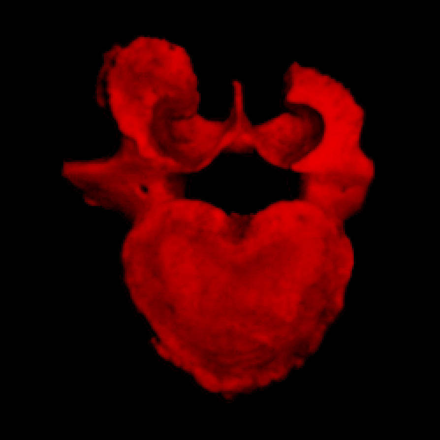 Bone Heart by orrep on DeviantArt