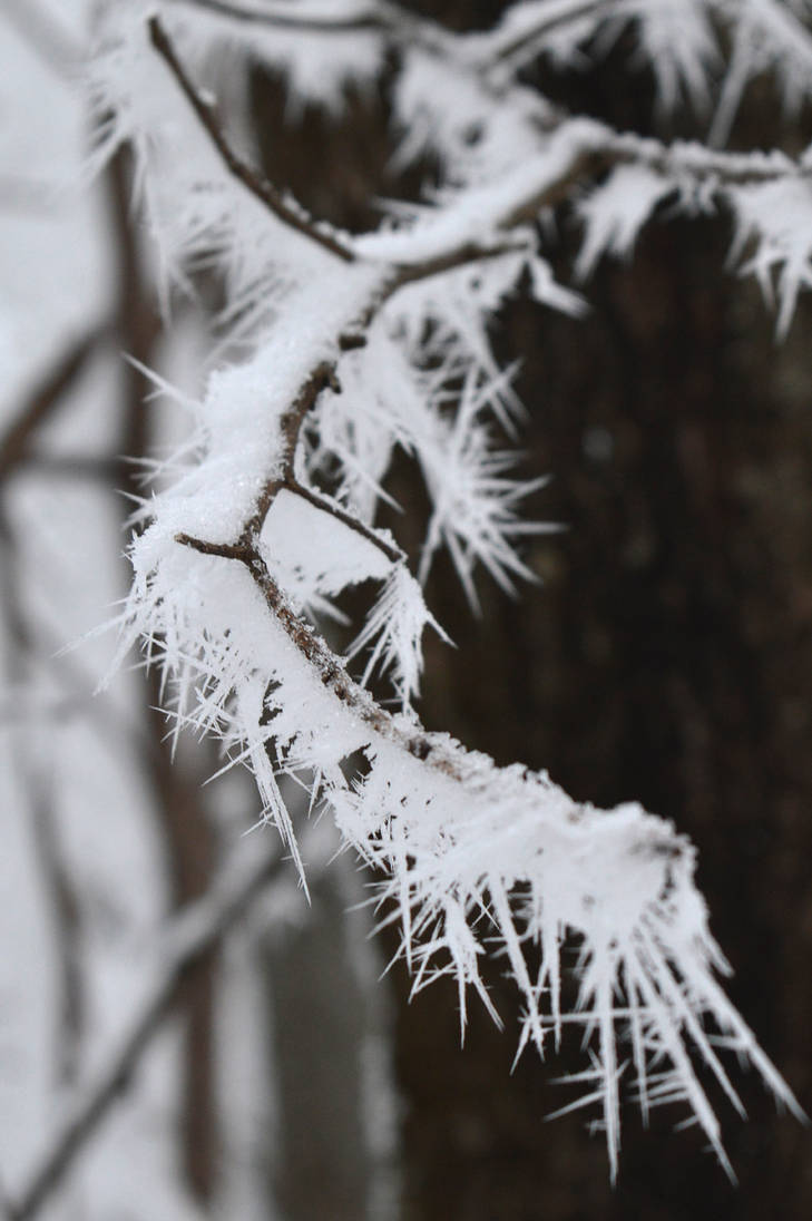 Frost By Tao Kras On Deviantart