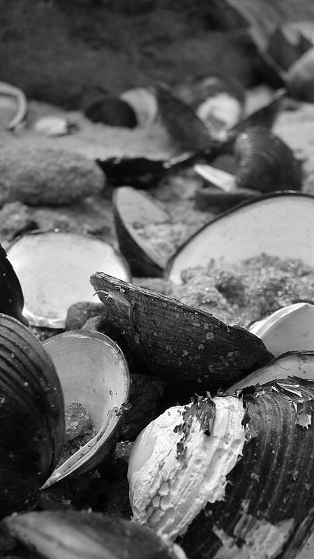 Clam Carnage by Moose23 on DeviantArt