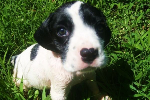 Cocker Spaniel Boxer Mix By Littlebitasweetness On Deviantart