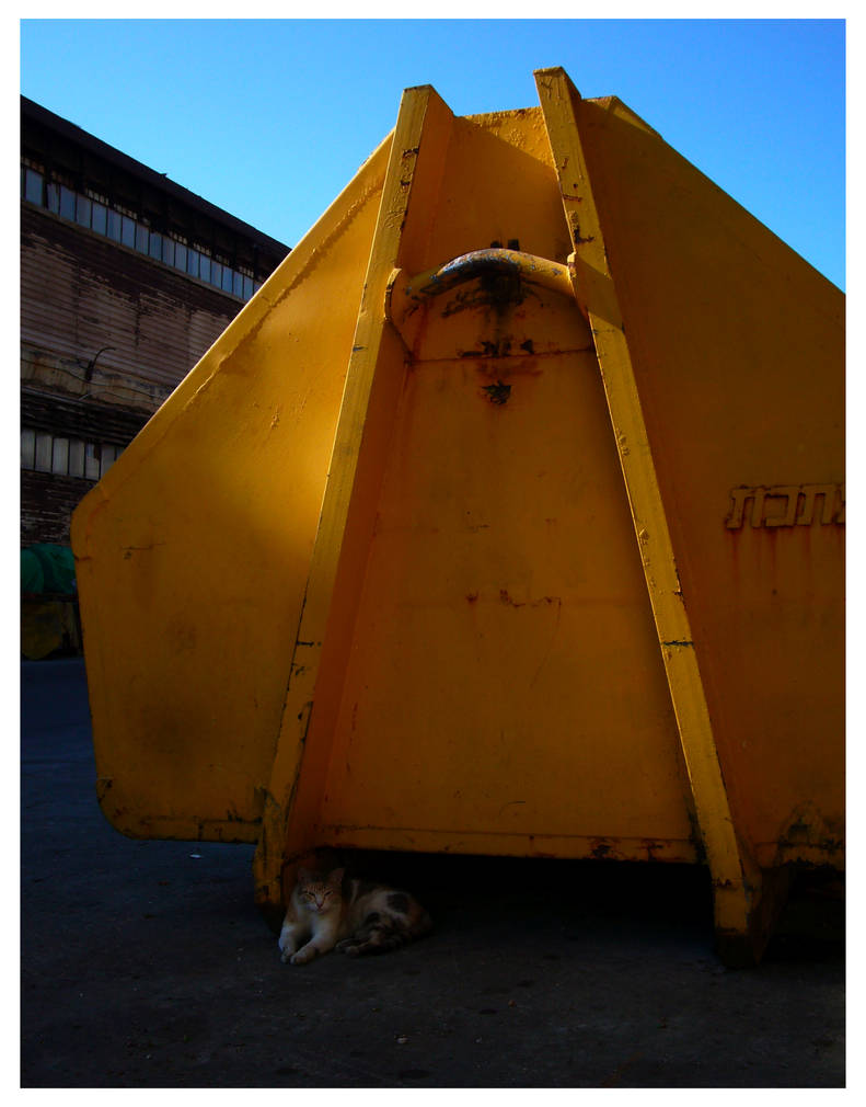 Israel Cat by phatwilly on DeviantArt