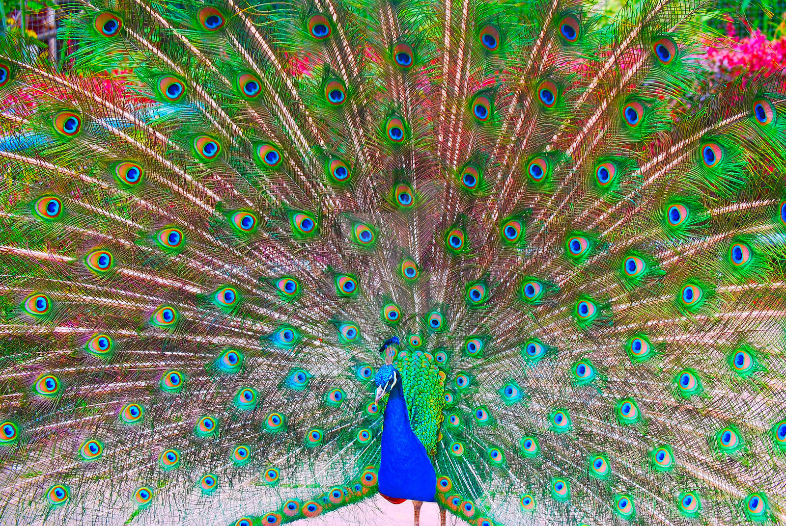 Peacock By Michaelkphotography On Deviantart