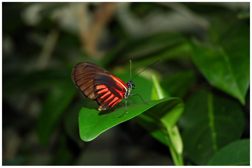 Butterfly landing by rotyoung on DeviantArt