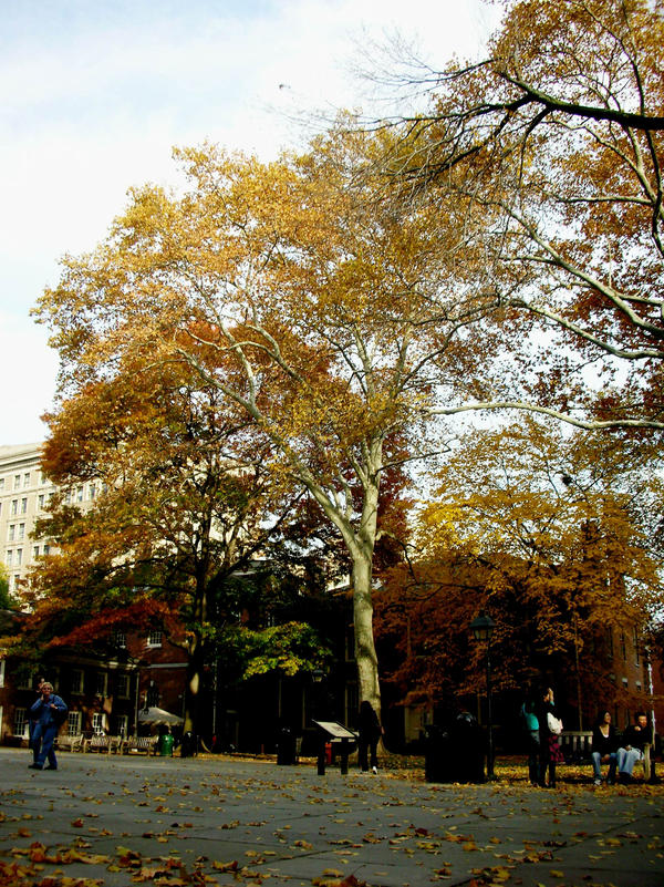 Trees around Independence Hall by kredainou1990 on DeviantArt