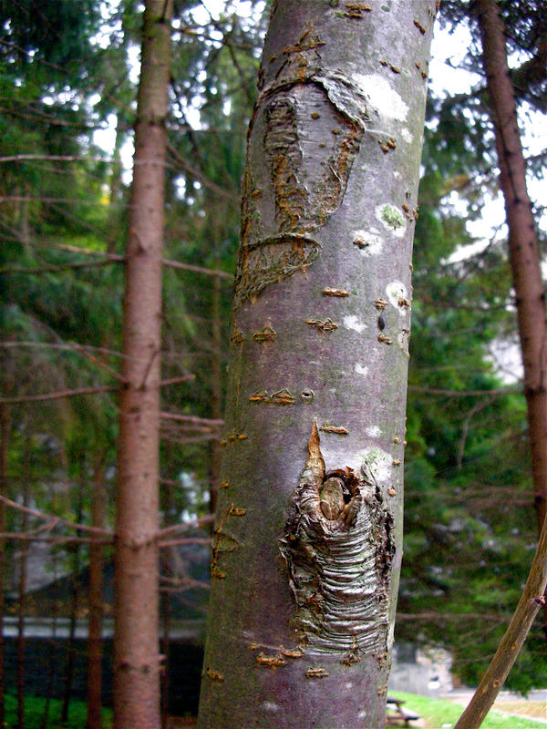 campus tree 1 by shmegs85 on DeviantArt