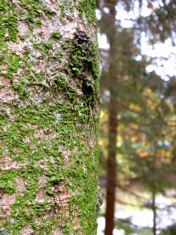 campus tree 2 by shmegs85 on DeviantArt