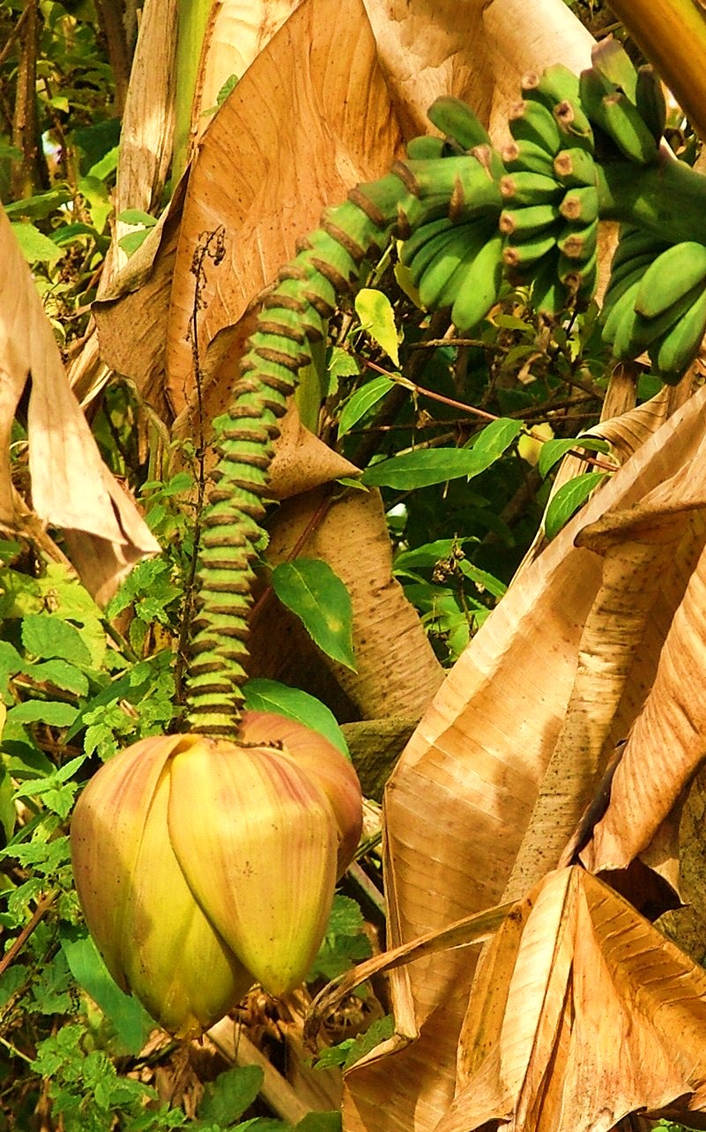 Banana Tree ..........in my GARDEN ! by ranicat2014 on DeviantArt Banana Tree ..........in my GARDEN ! by ranicat2014 on DeviantArt