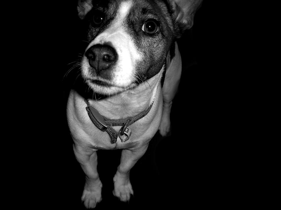 Maynard the dog by Jodierin on DeviantArt