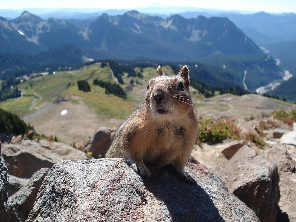 Dale by TsaoShin on DeviantArt